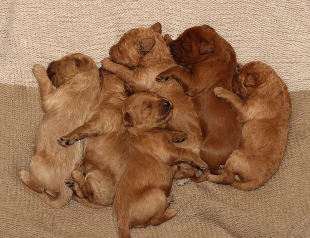 Puppies | Red Ridge Doodles