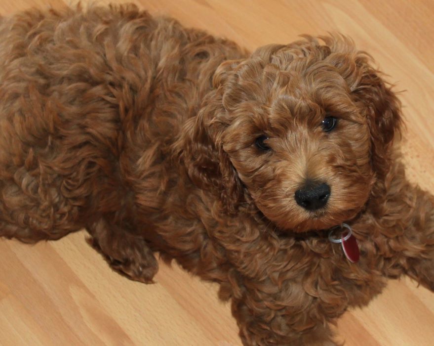 Puppies | Red Ridge Doodles