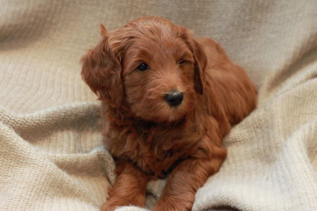 Puppies | Red Ridge Doodles