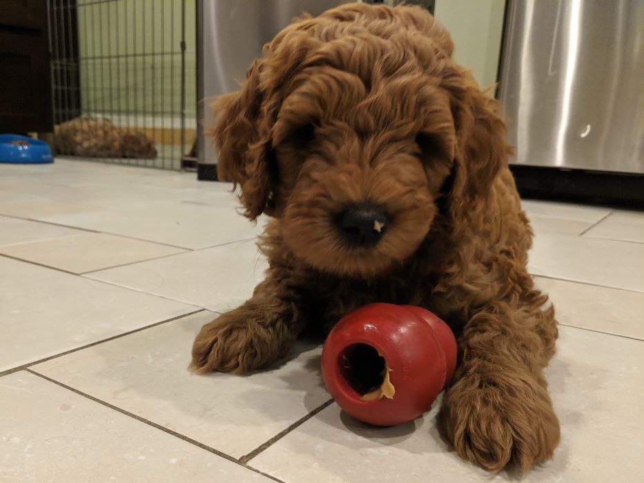 Puppies | Red Ridge Doodles